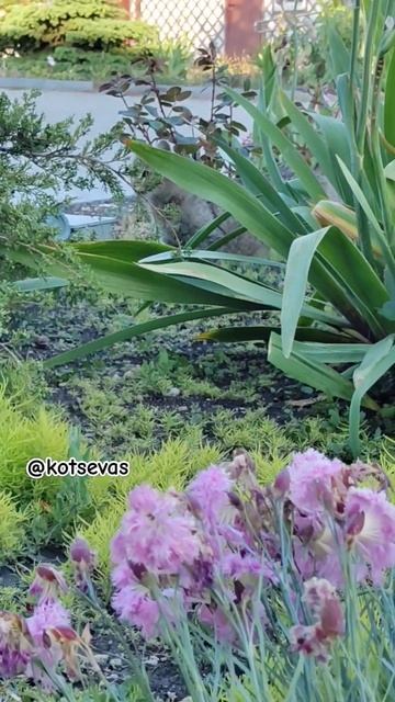 Найдите кошку #КотыСевастополя #кошечка