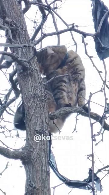 Серый кот И Белочка #котысевастополя #кот #cat #Муся #кошка