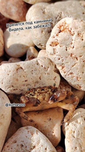 Маленький крабик под камнями) #краб #черноеморе #крым