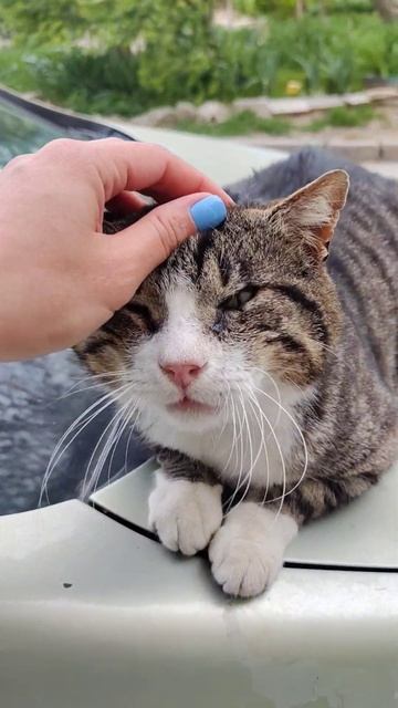 Охрана машины))) обращайтесь) #КотыСевастополя