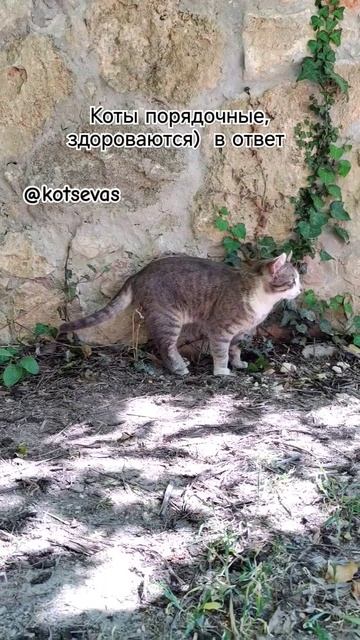 Севастопольские Коты здороваются в ответ) #КотыСевастополя #кот