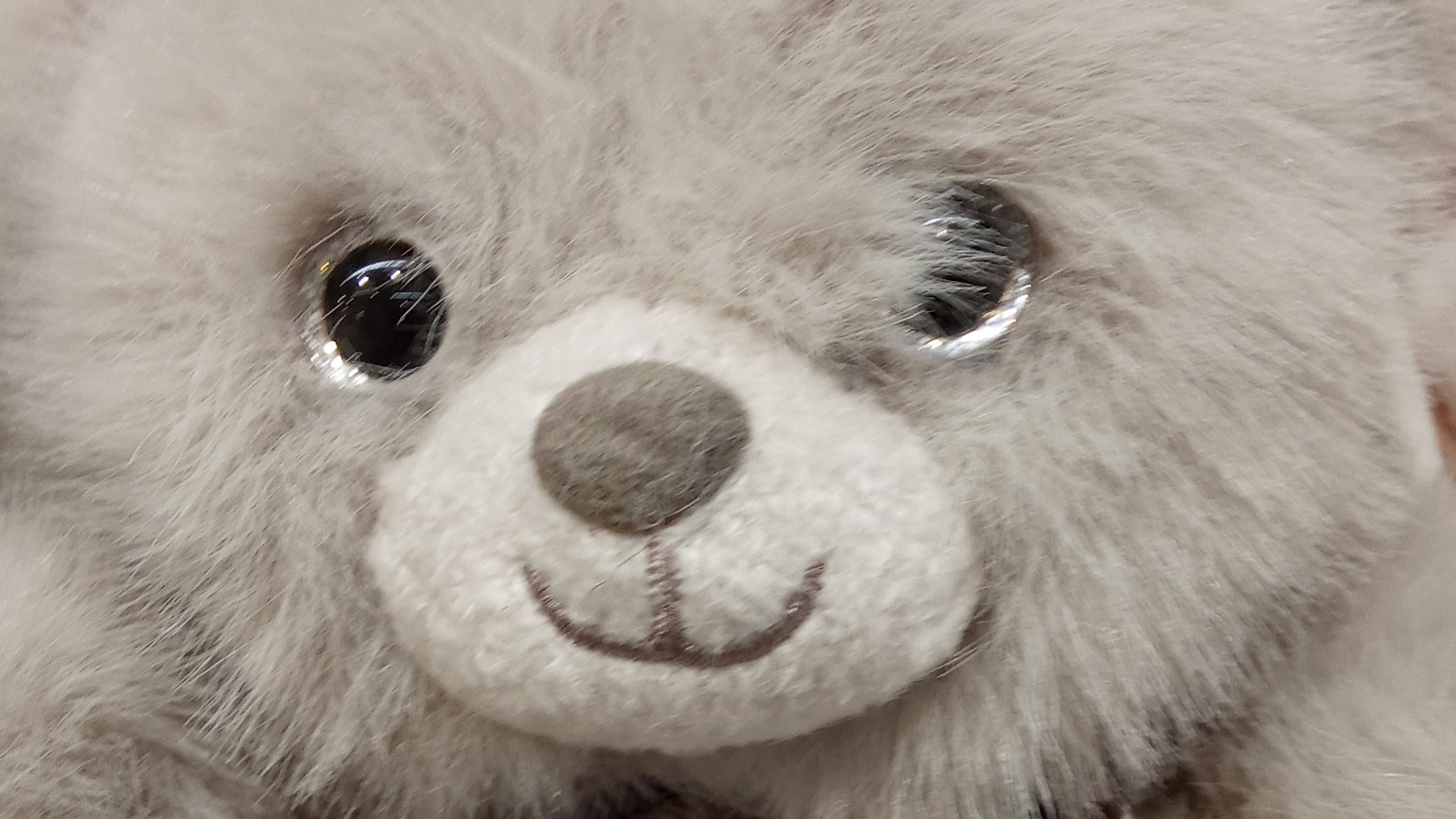 влог с  Тедди