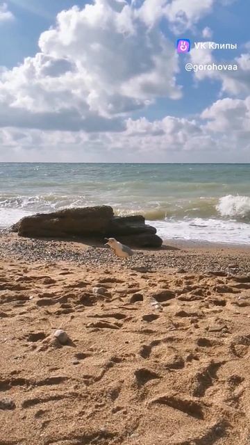 найдите чайку на море