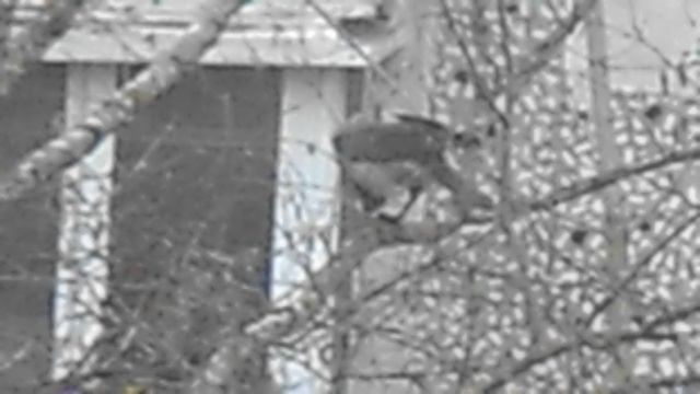 Обед вороны на ветке 398467483