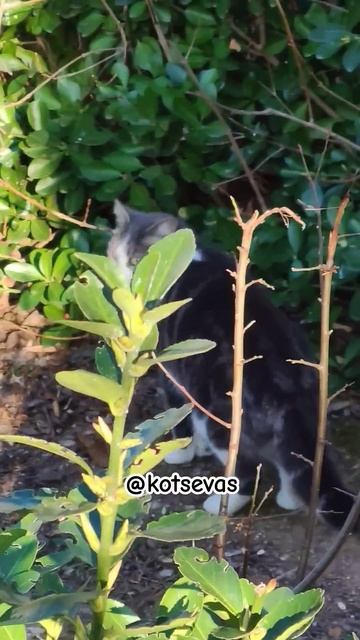 Какой рисунок красивый у кота с васпальчик вверх))) #котысевастополя #cat #котморя