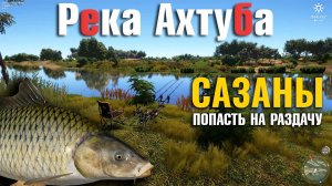 Сазаны • Раздача Сазанов • Русская Рыбалка 4 • Река Ахтуба
