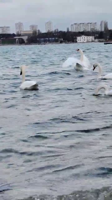 Зимовка лебедей на Черном море, лебедь раскрывает крылья, обед лебедя)