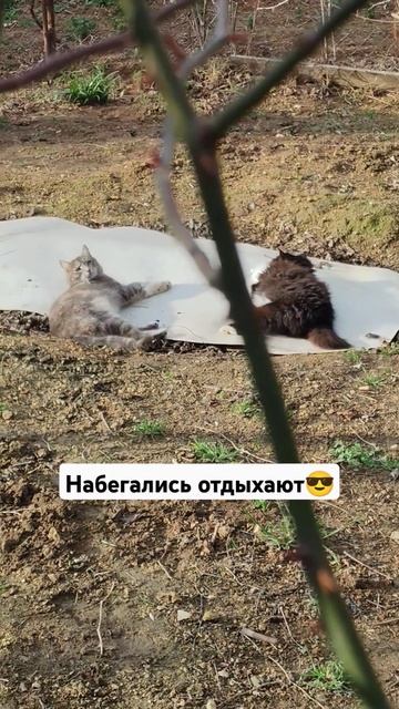 Набегались отдыхают ⬛⬛⬛ #котысевастополя #котычилят #котыотдыхают