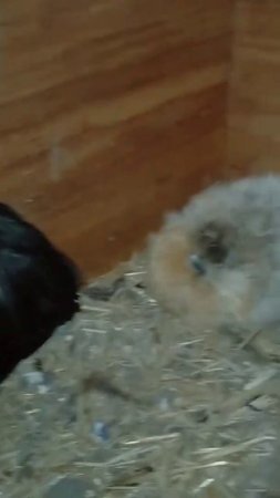 Sleepy animals!
