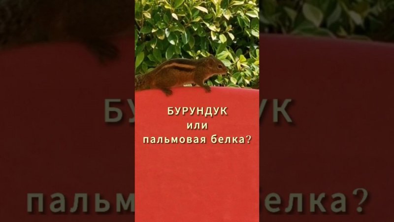 Бурундук или пальмовая белка? Милые ️#бурундук #отдых #путешествия #психолог #психологотдыхает