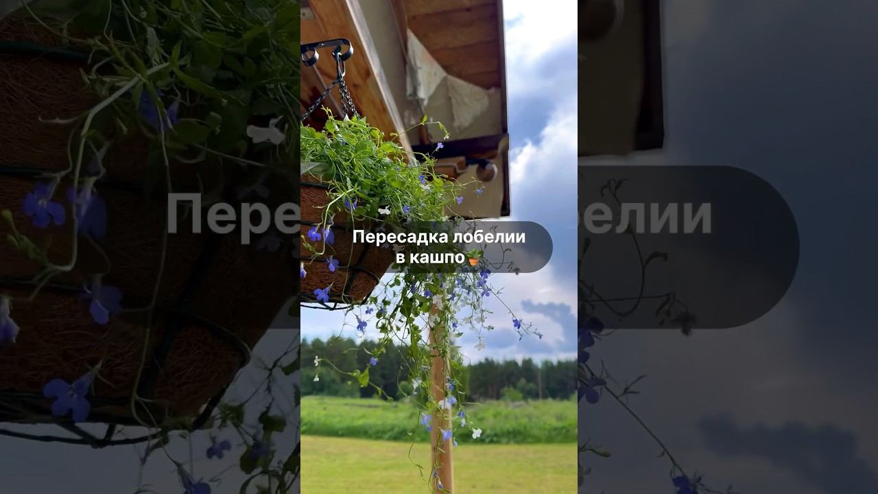 Оформление подвесных кашпо  #кашпо #лобелия #подвесноекашпо #жизньвдеревне #изгородавсело