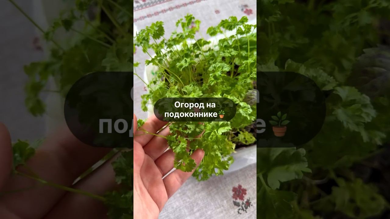 Огород на подоконнике  #жизньвдеревне #изгородавсело #петрушка #базилик #рассада #огород