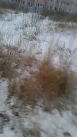 Нашол собак бездомных за 2 лайка возьму их вместе давайте😢