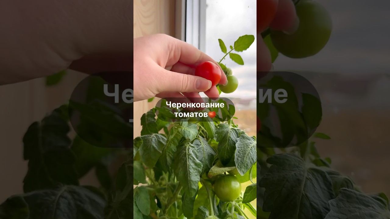 Черенкование комнатных томатов #жизньвдеревне #изгородавсело #комнатныйтомат #зимнийогород
