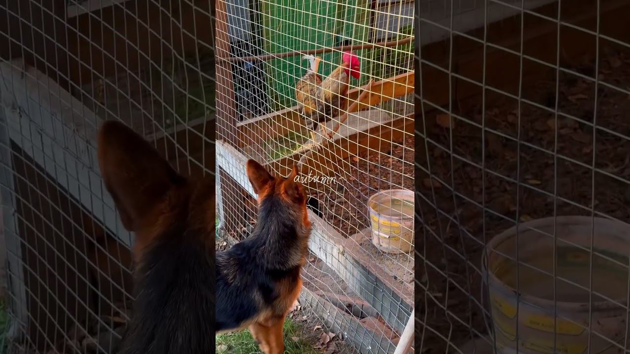 Я тебя люблю, осень