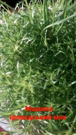 Мшанка Ірландський мох і мої Бур'яни в асфальті #мшанка #flower #garden #ukraine