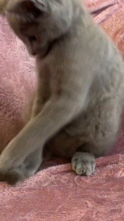 Холли поехала в новый дом 🐱♥️🌻☀️🌈🏡