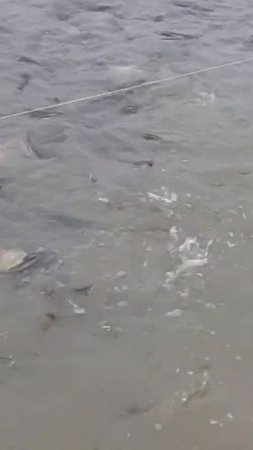 Pangas Feeding Approx 500gram plus.....  #fishfarming #shorts #viral #short