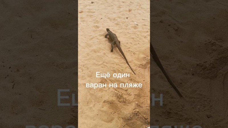 На Шри-Ланке так много варанов, ползают на пляже, заползают под шезлонги. Экзотика!