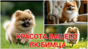 КРАСОТА ВАШЕГО ЛЮБИМЦА. ГРУМИНГ
