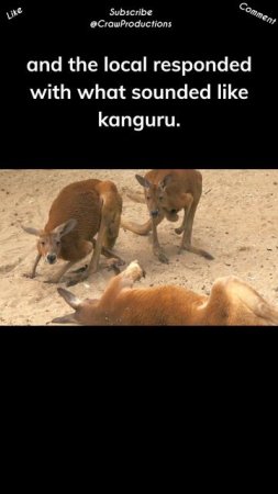 No, the word kangaroo didn't come from a mistranslation #kangaroo #shorts