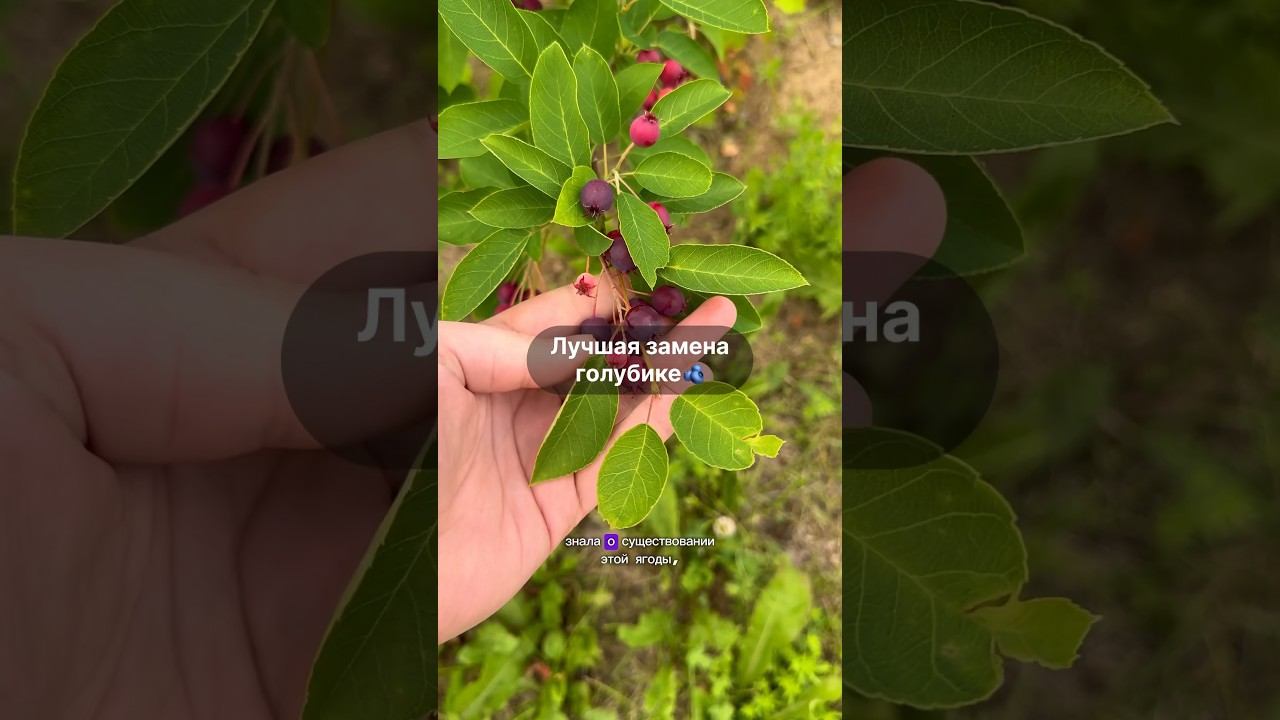 Лучшая замена голубике! Знали о такой ягоде?))
