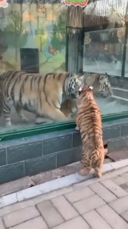 Tiger Cub want to Go Near Parents | Nouman Hassan |