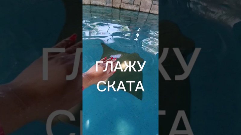 Глажу ската в бассейне Турции. В живой природе скатов трогать не нужно. А эти такие милые.