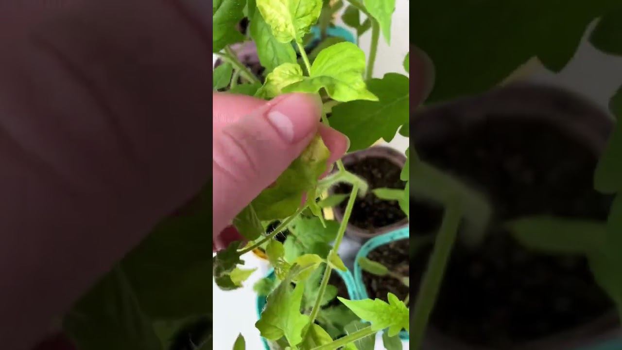 Что случилось с томатом? #томат #рассада #изгородавсело