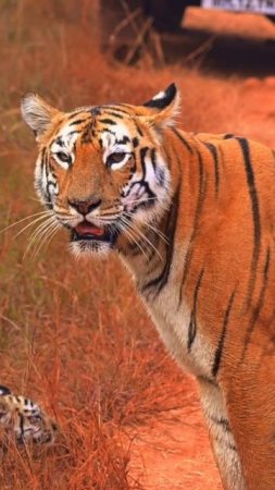 #tadoba #bandhavgarh #tiger #pench #tigersafari #wildlifephotography #shorts#penchnationalpark