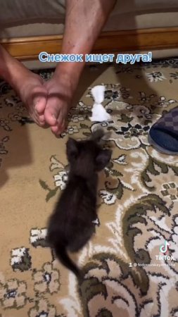 Котёнок-подкидыш подрастает. Игры для малышей #всочиумаши