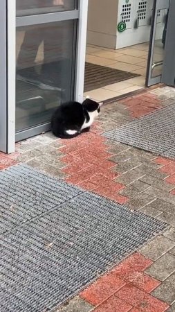 Кот с Пятёрочки