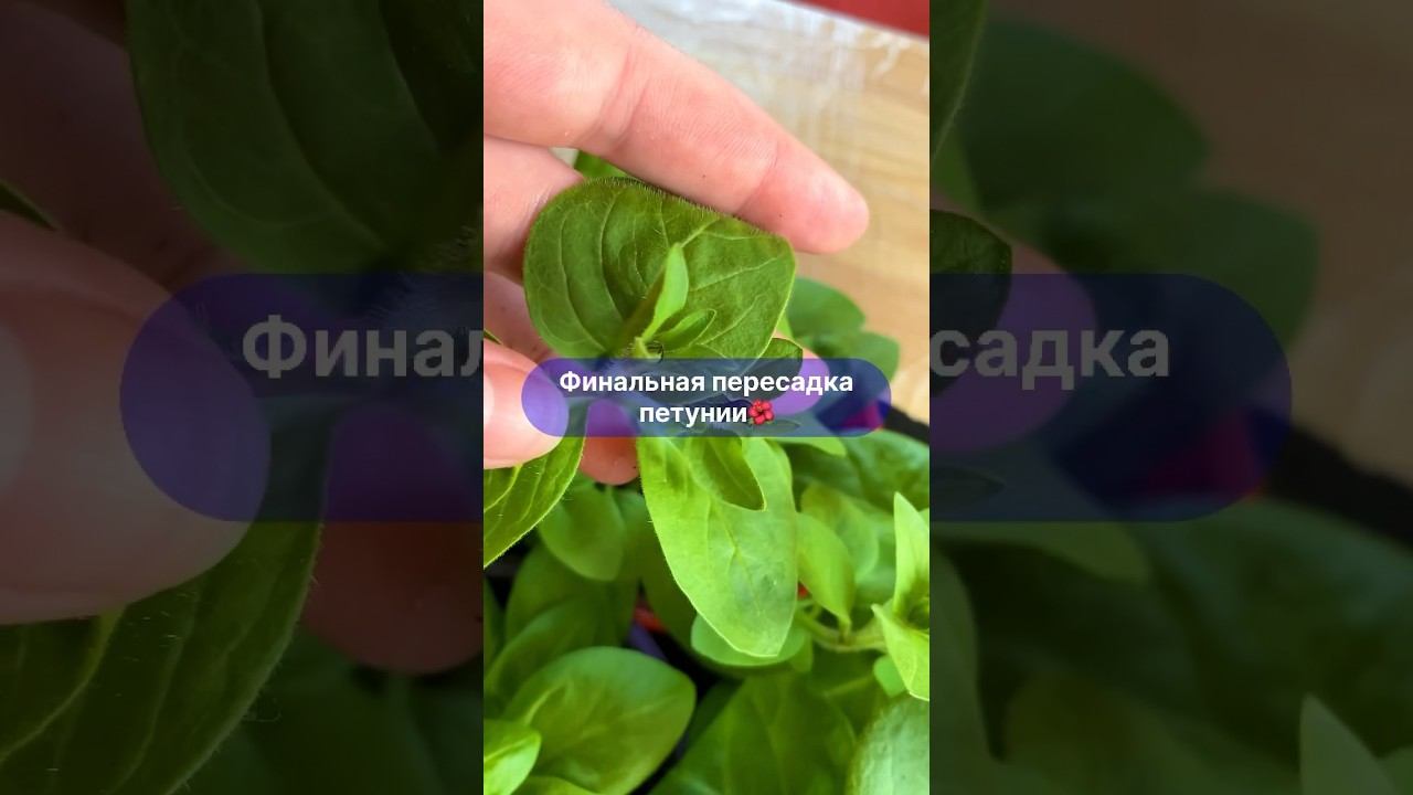 Финальная пересадка петунии #изгородавсело #жизньвдеревне #петуния #пересадка #рассада #дача #сад