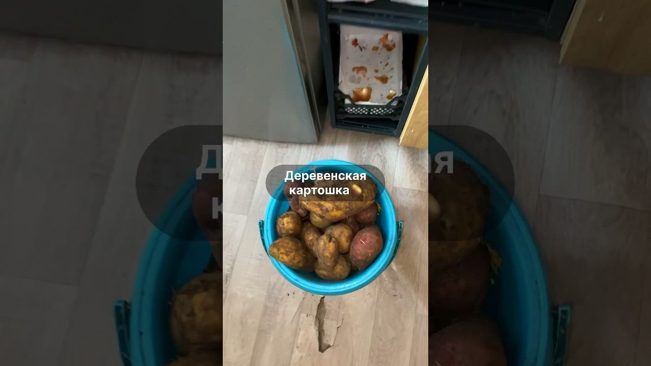 Как вам такой размерчик? #изгородавсело #жизньвдеревне #деревянныйдом #огромнаякартошка