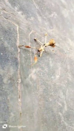 #gollabama #viral #video #youtube #shortvideo #ytshorts #youtubeindia #100 #fyp #my #the #insects