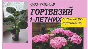 Обзор саженцев гортензий 24года