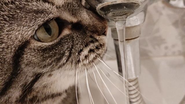 Пьющая кошка и озорной пёс. Шера пьет воду из-под крана. Пудель Барни хочет с ней играть. 25032024.