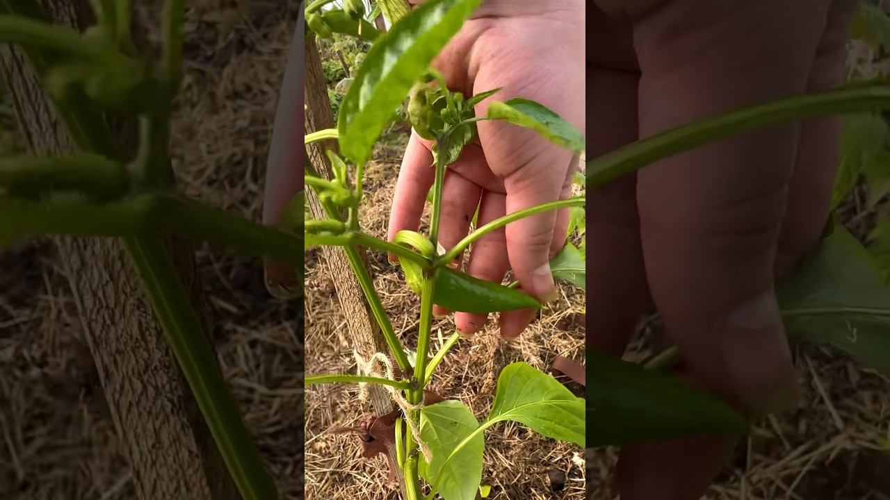 Мульчирование перцев и томатов травой #изгородавсело #горячеемульчирование #перцы #томаты #огород