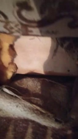 Другий диван за три роки))Мабуть  колір не сподобався)) #моїсобаки #буль #2023 #смішні