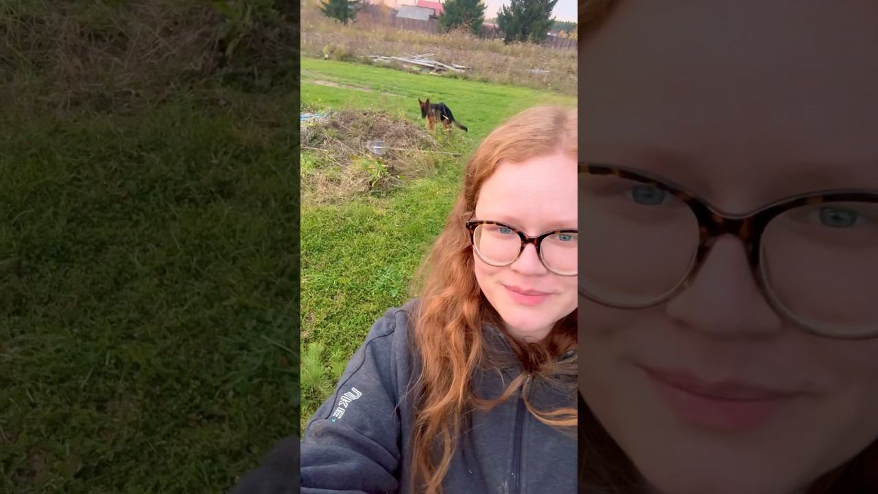 Пересадка сосны #изгородавсело #жизньвдеревне #сосна #пересадка