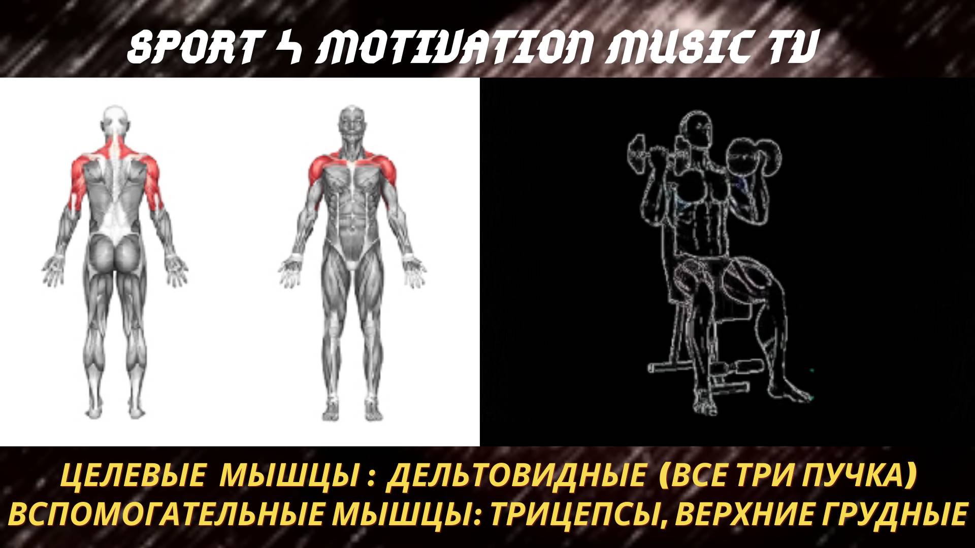 Жим гантелей сидя