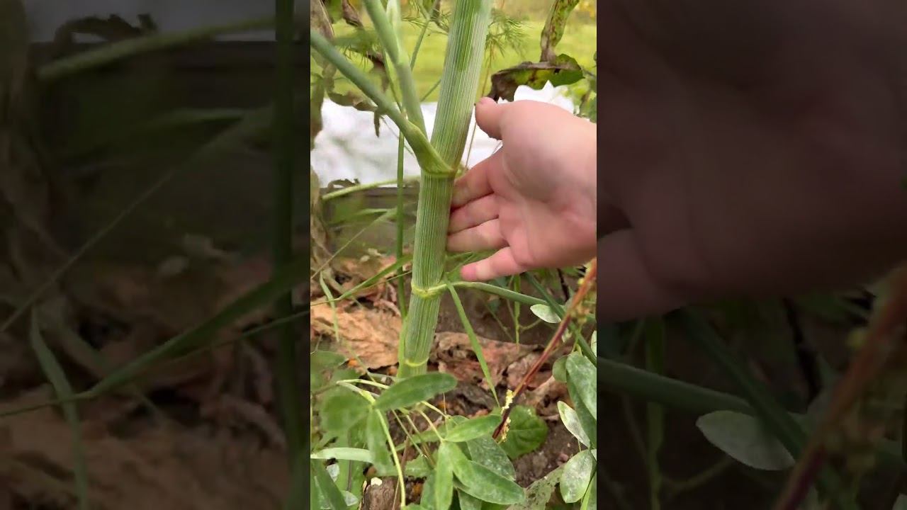 Это уже не укроп, это укропное дерево #изгородавсело #жизньвдеревне #огород #укроп