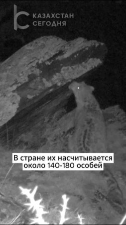Вот такой красавец попал в фотоловушку! #казахстансегодня #снежныйбарс #животные #news #казахстан