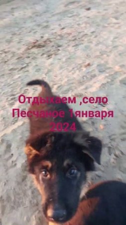Астрахань наше время ,,прогулки ,село песчаное ,щенки немецкой овчарки