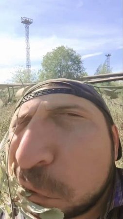 меня укусила большая оса