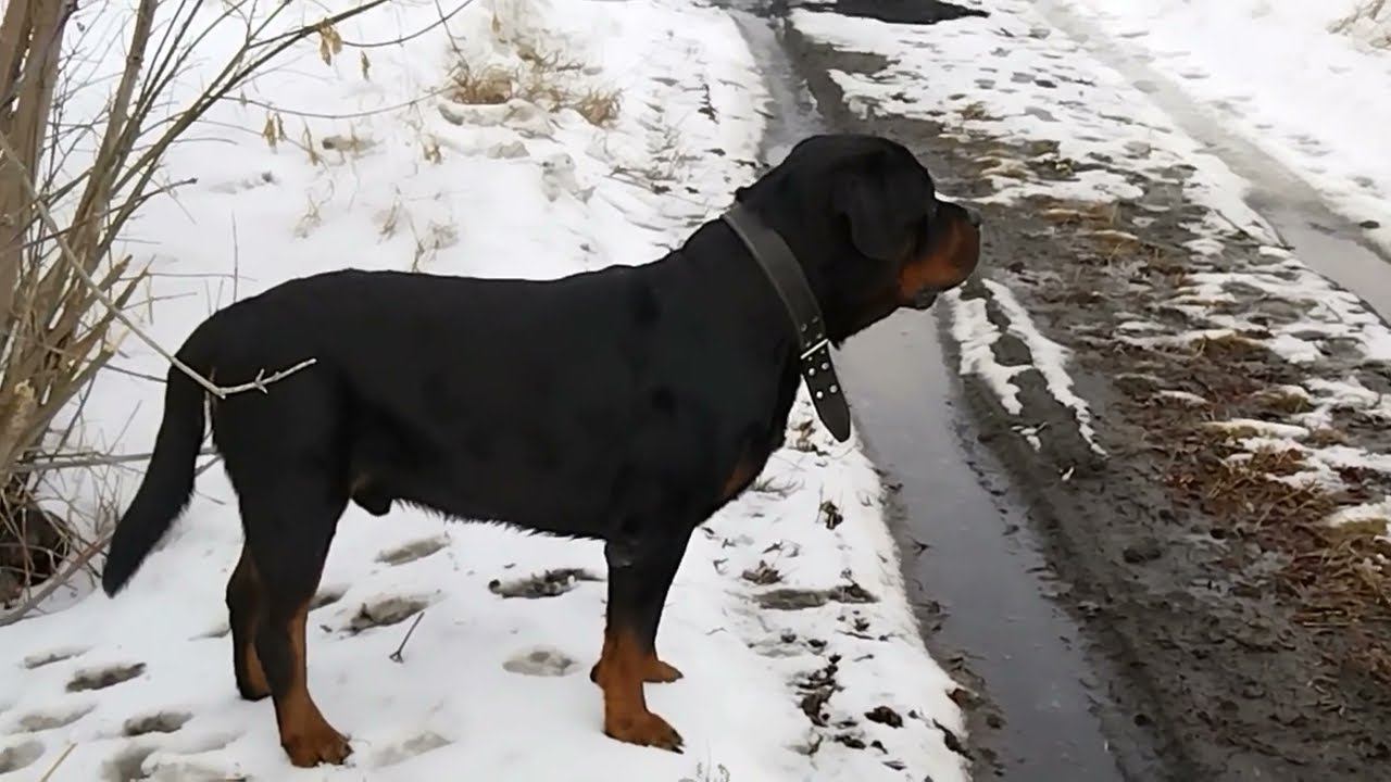 ⚡⚡⚡Меня не заставишь! Теперь -  в удовольствие!