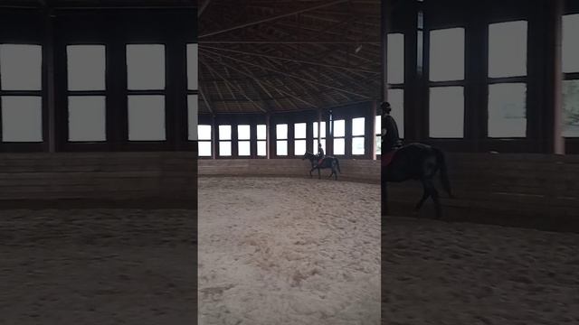 20230707_151056-Тася-лошадки