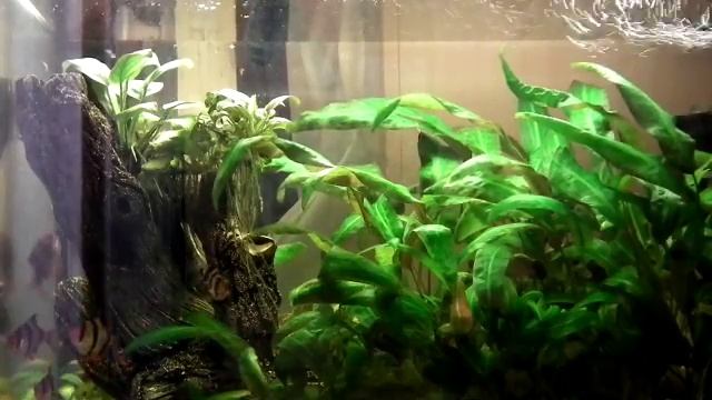 аквариум _DSCF2340