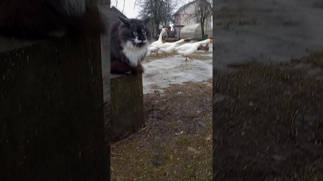 Буся в шоке