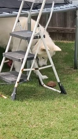 Harry Potter and a turtle 🐢 #alaskanmalamute #harrypotter #ofitohbi #chickasaw